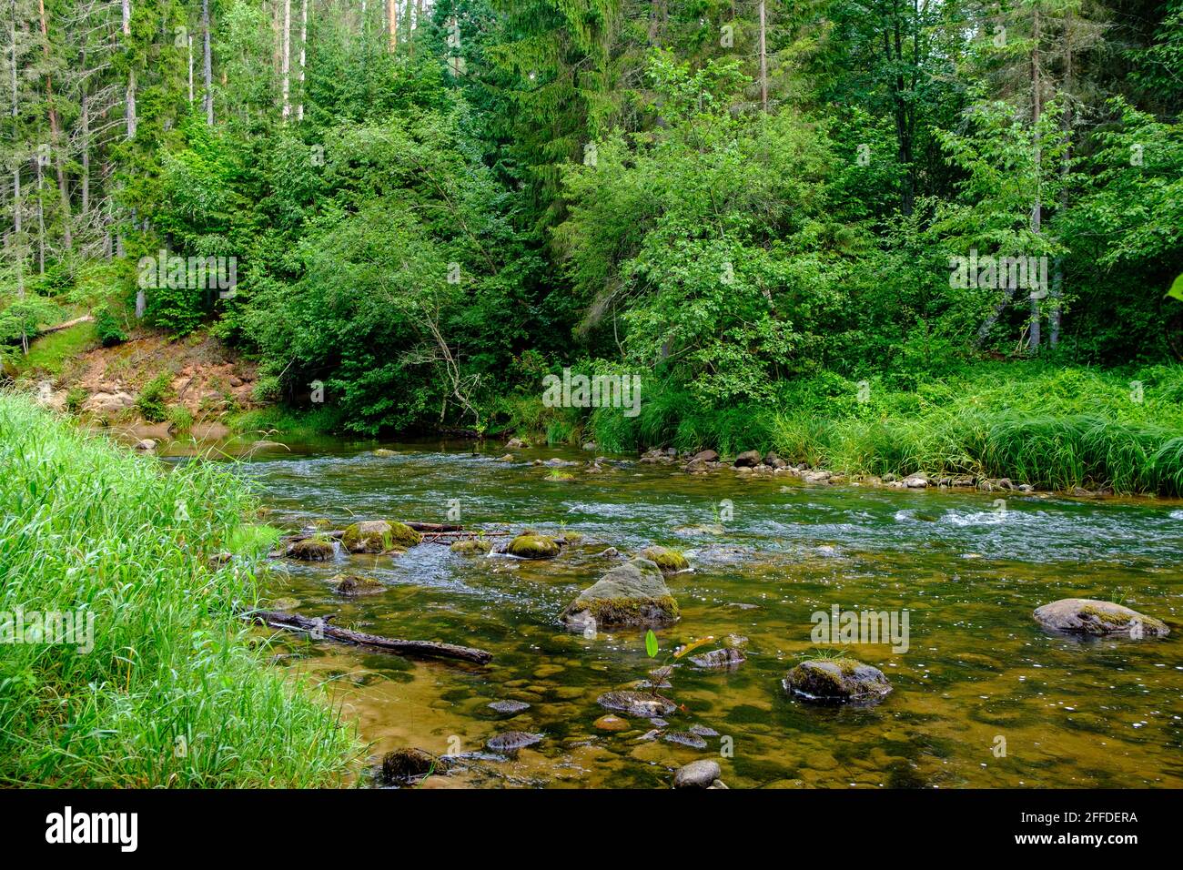 small country river stream in summer green forest with rocks and low ...