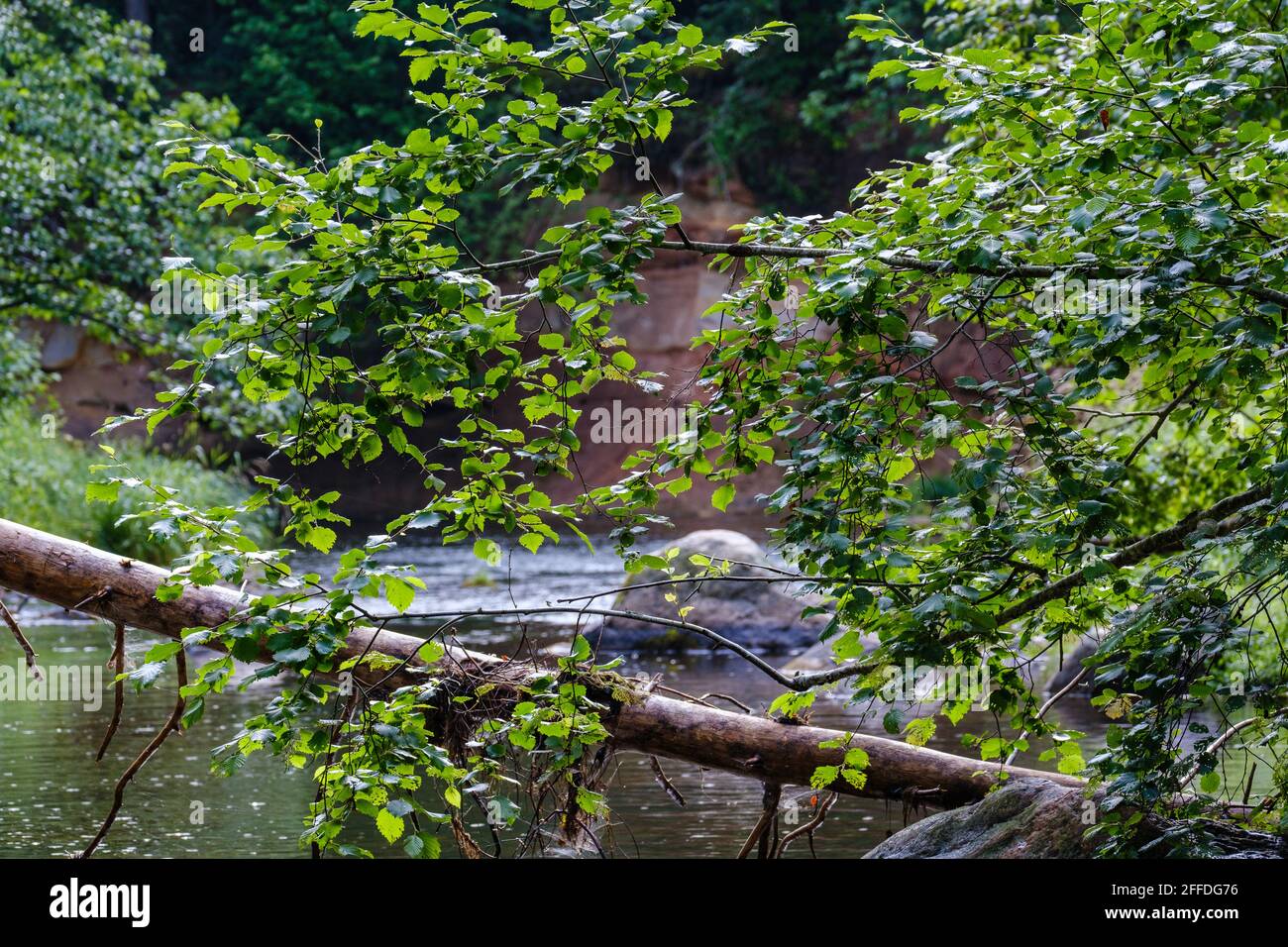 small country river stream in summer green forest with rocks and low ...