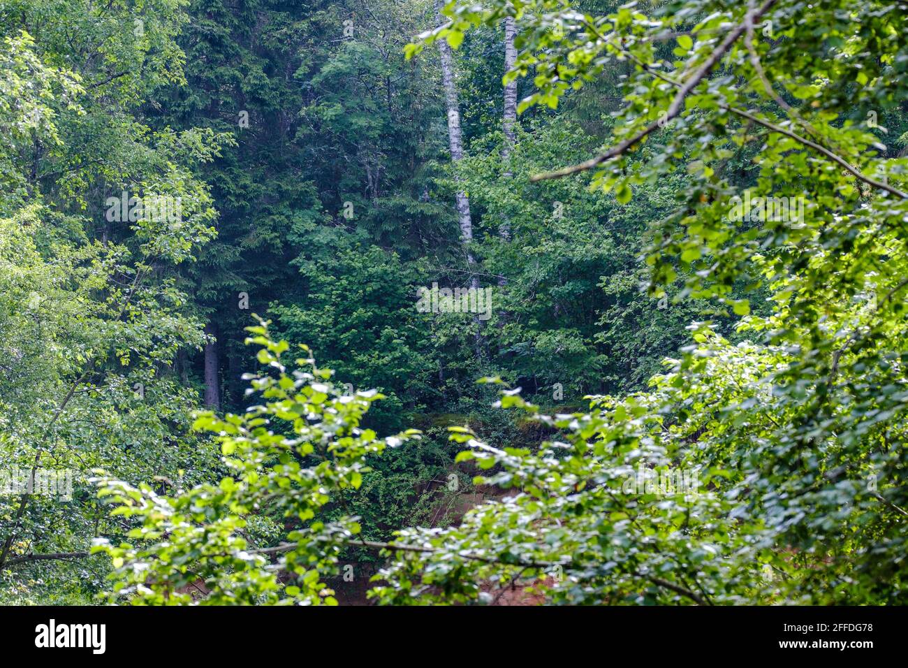 small country river stream in summer green forest with rocks and low ...