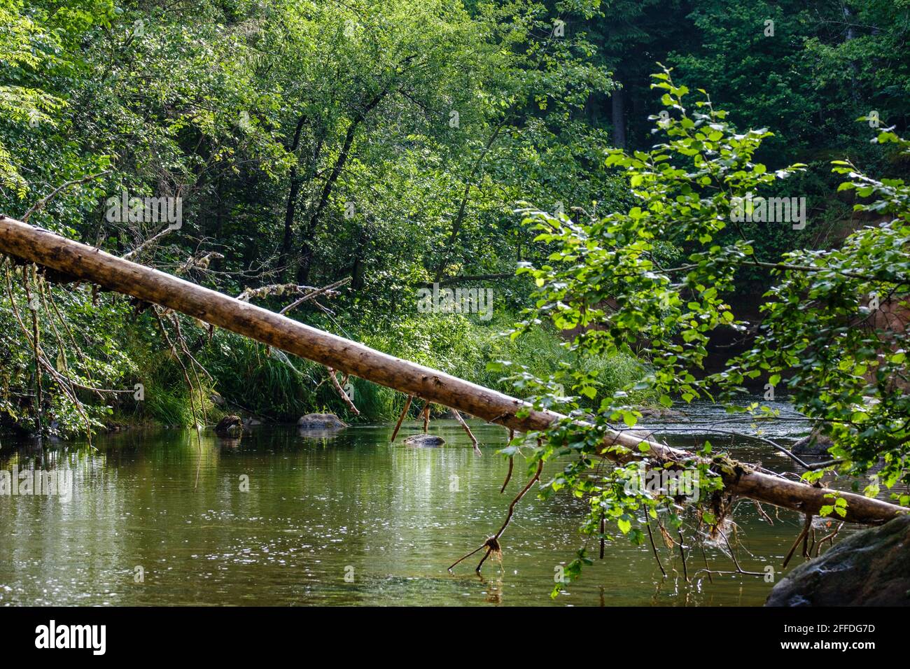 small country river stream in summer green forest with rocks and low ...