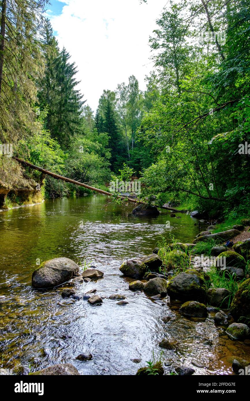small country river stream in summer green forest with rocks and low ...