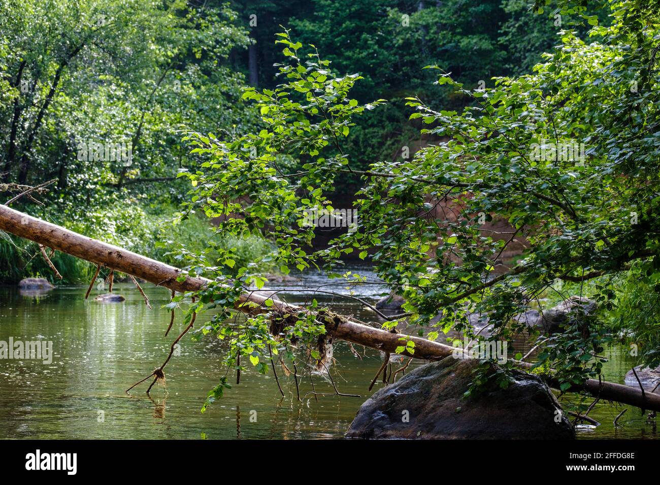 small country river stream in summer green forest with rocks and low ...