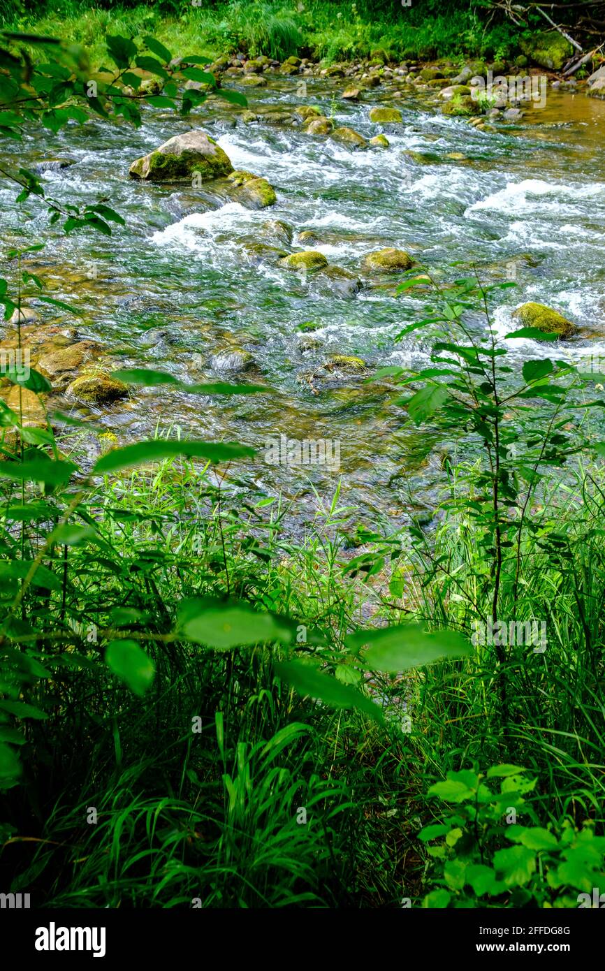 small country river stream in summer green forest with rocks and low ...