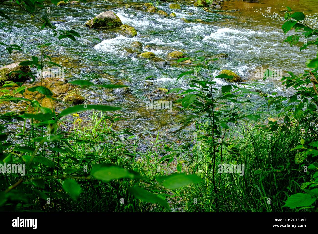 small country river stream in summer green forest with rocks and low water Stock Photo - Alamy