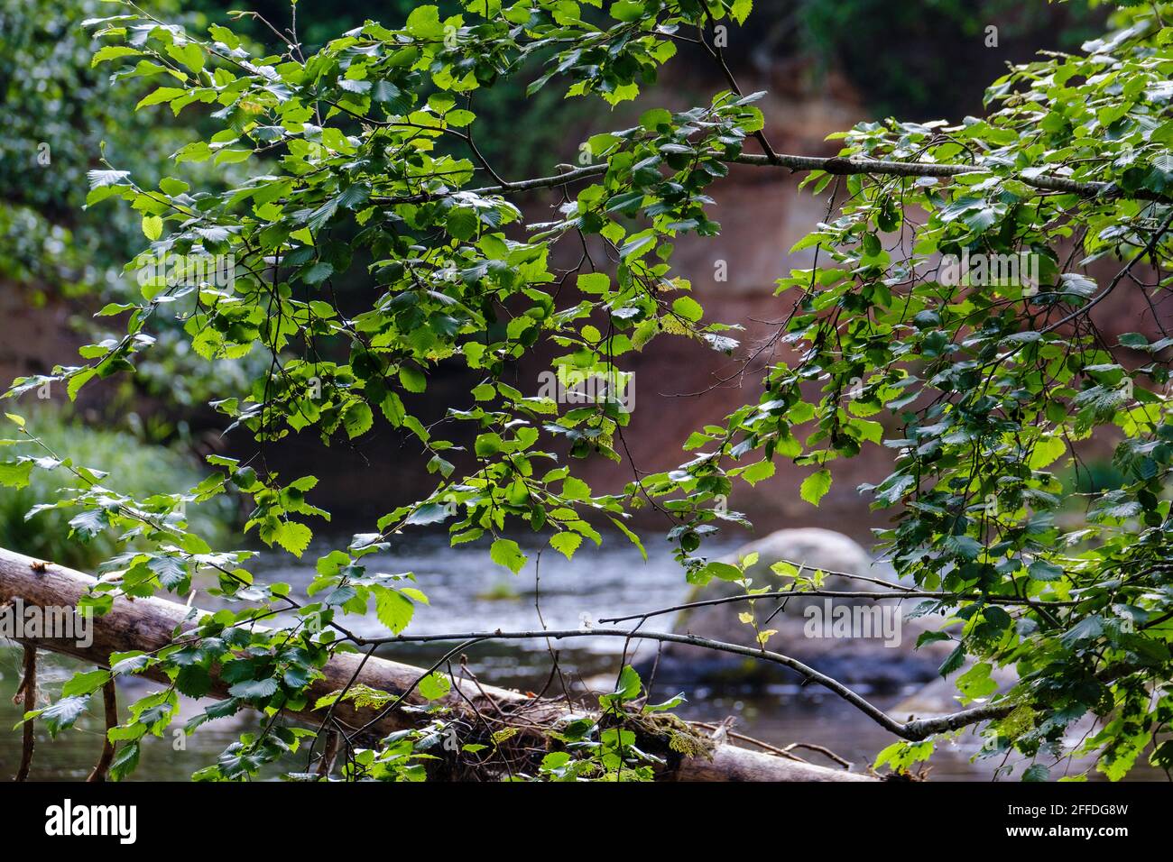 small country river stream in summer green forest with rocks and low ...