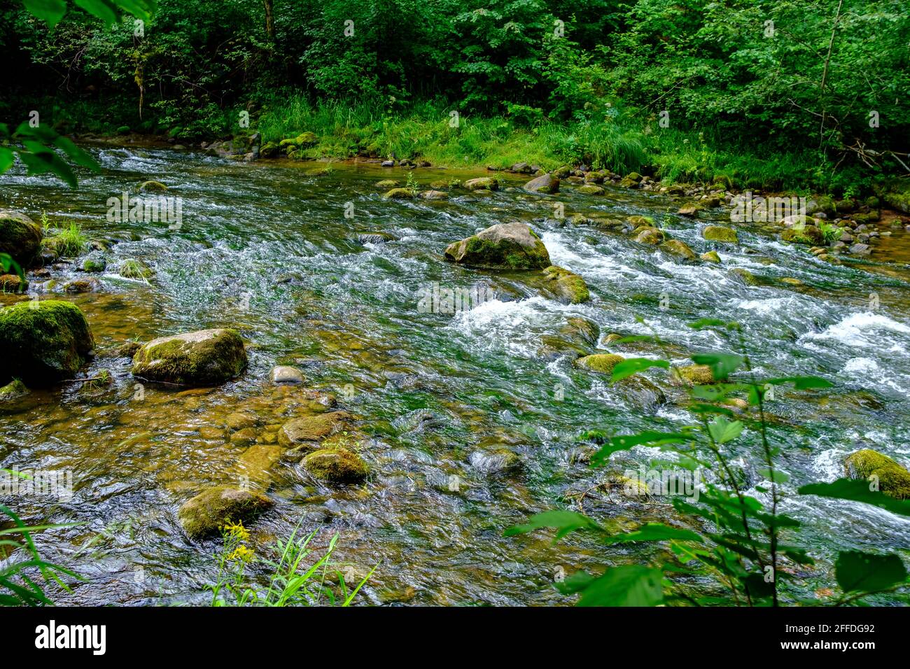 small country river stream in summer green forest with rocks and low water Stock Photo - Alamy