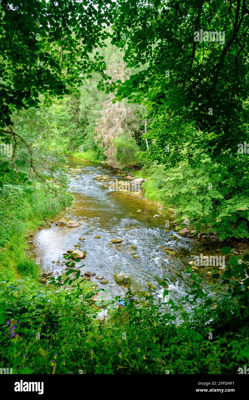 small country river stream in summer green forest with rocks and low ...