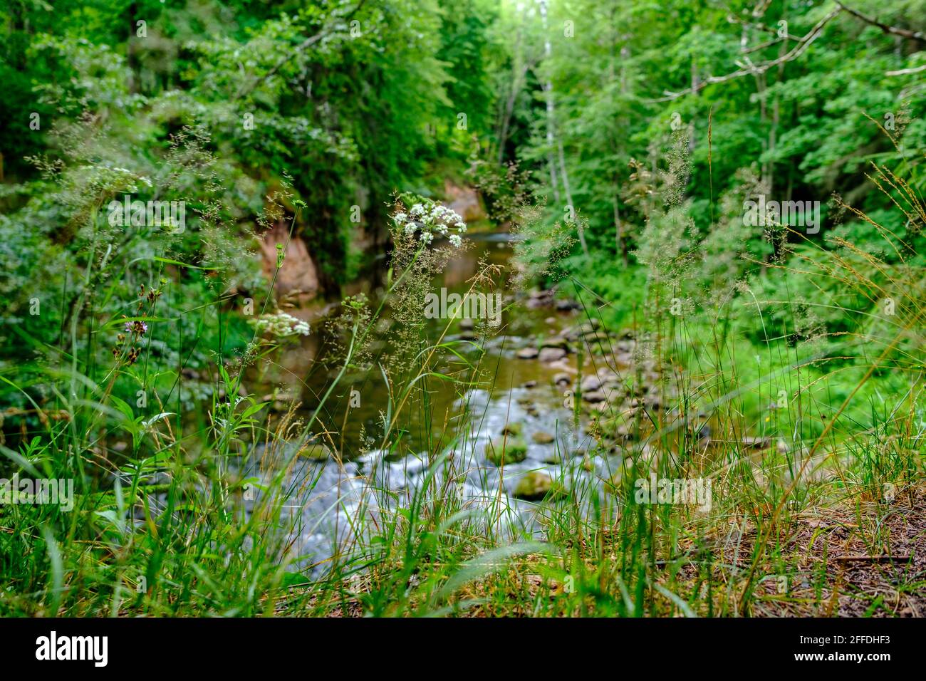 small country river stream in summer green forest with rocks and low water Stock Photo - Alamy