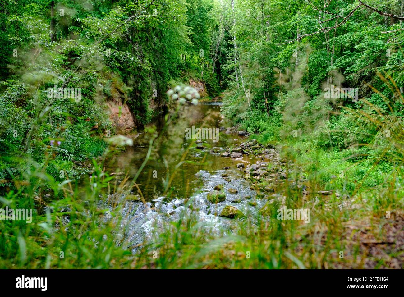 small country river stream in summer green forest with rocks and low ...