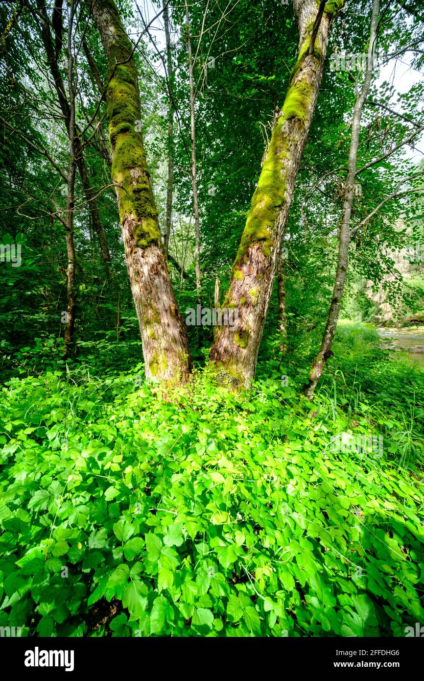 large old tree trunk in the forest in natural environment Stock Photo ...