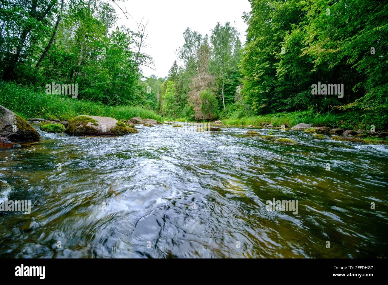 small country river stream in summer green forest with rocks and low water Stock Photo - Alamy