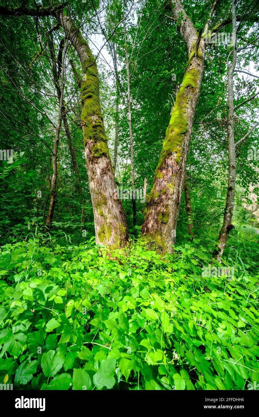 large old tree trunk in the forest in natural environment Stock Photo ...