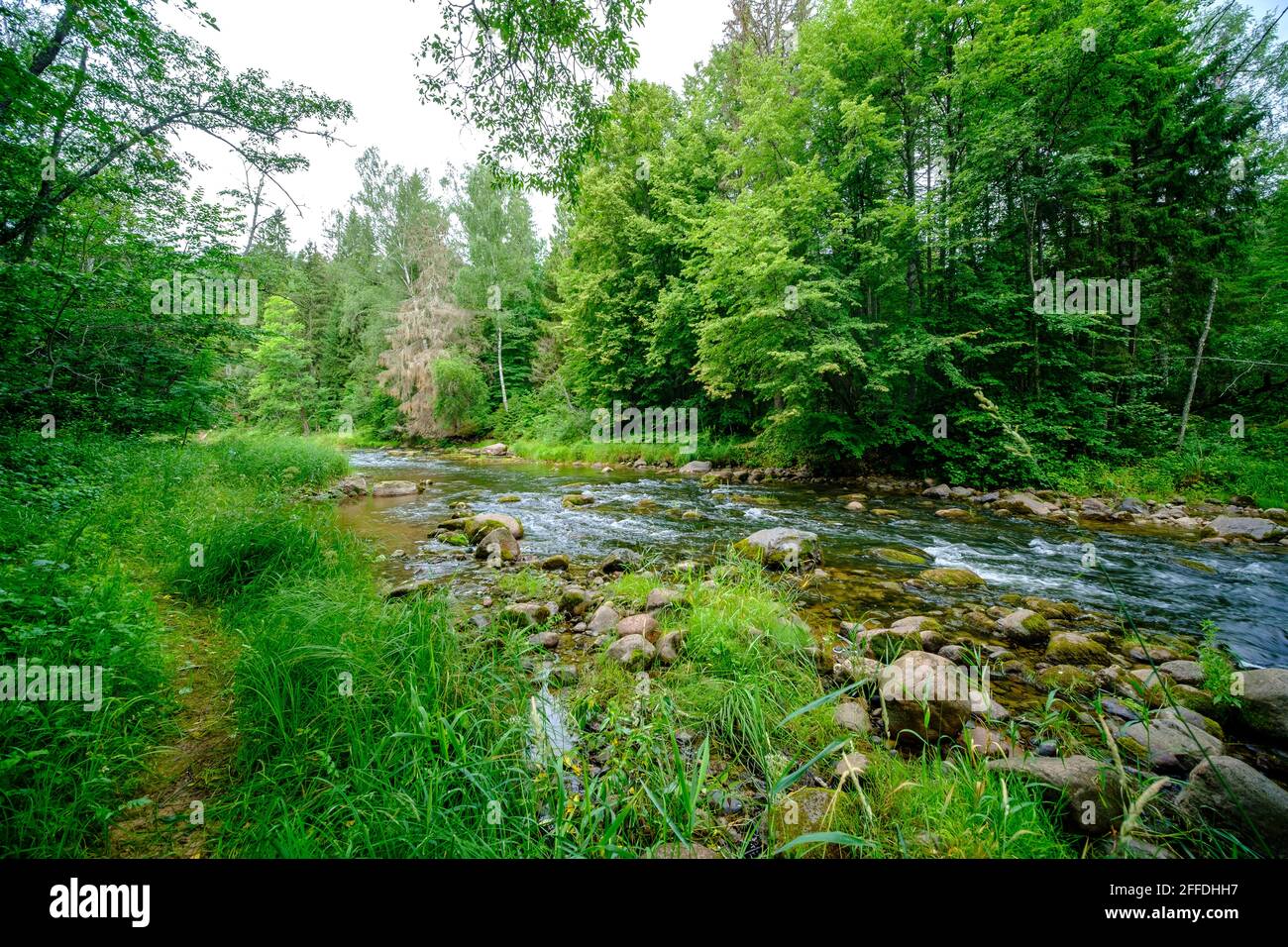 small country river stream in summer green forest with rocks and low ...