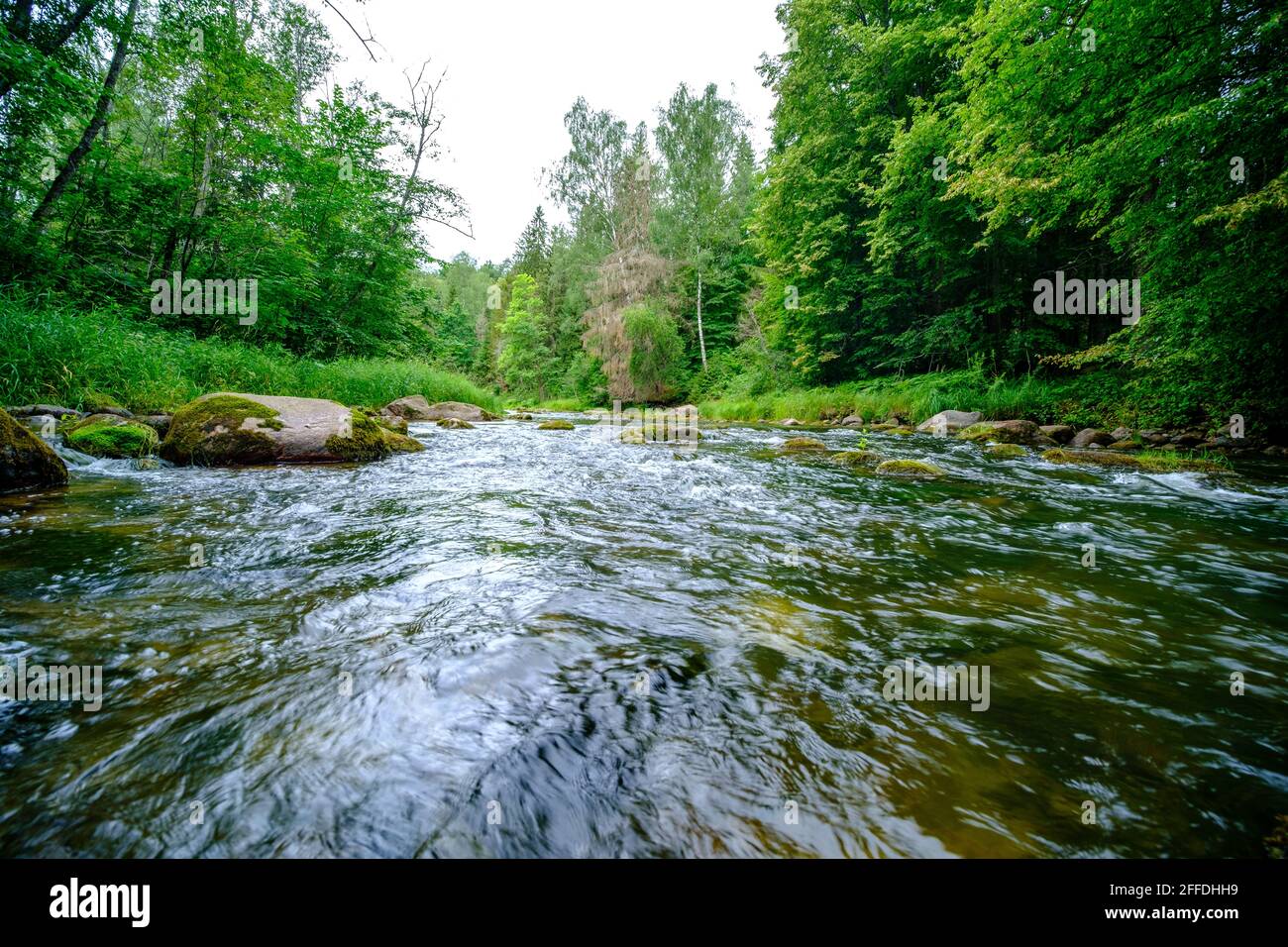 small country river stream in summer green forest with rocks and low ...