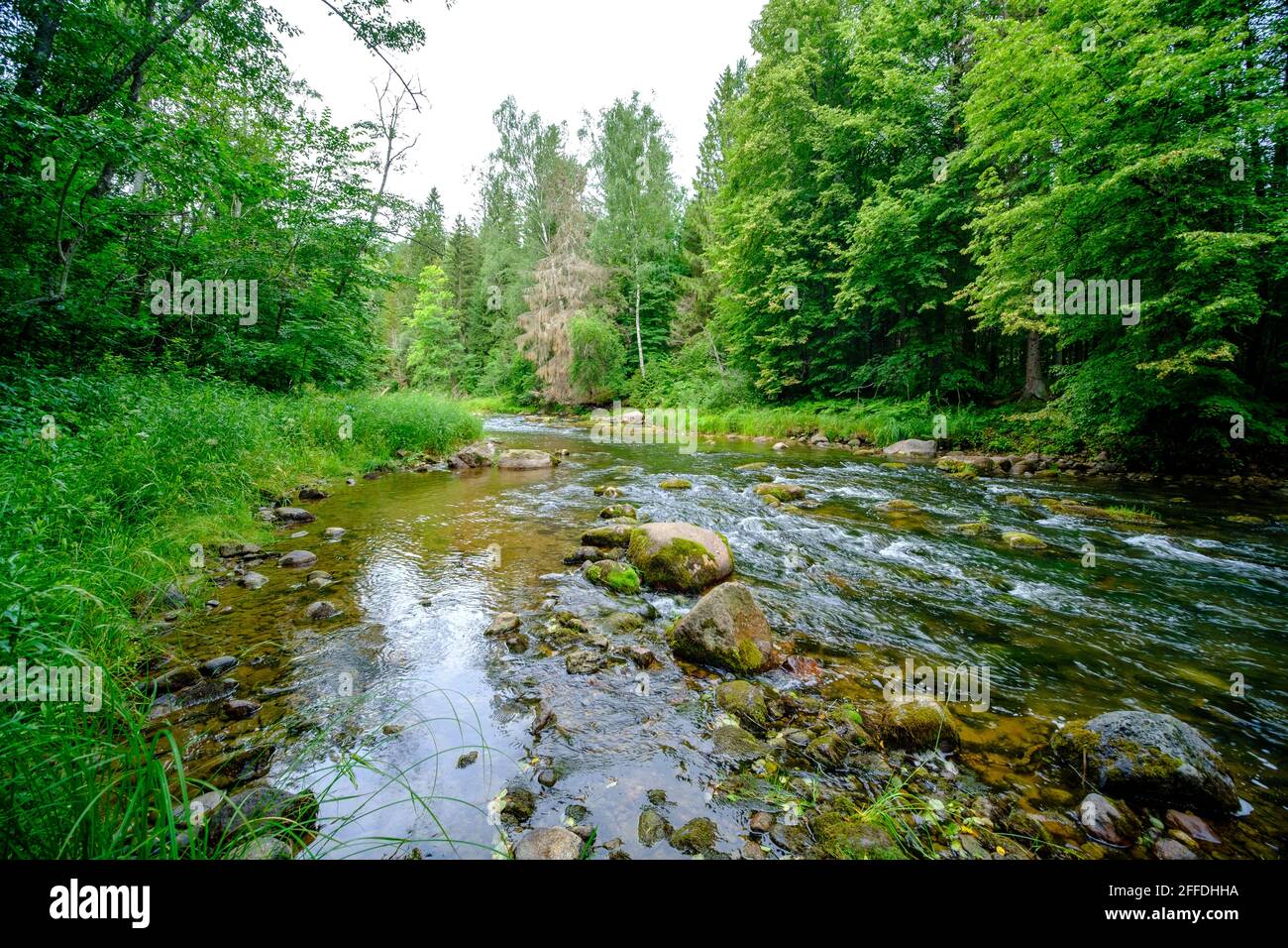 small country river stream in summer green forest with rocks and low ...