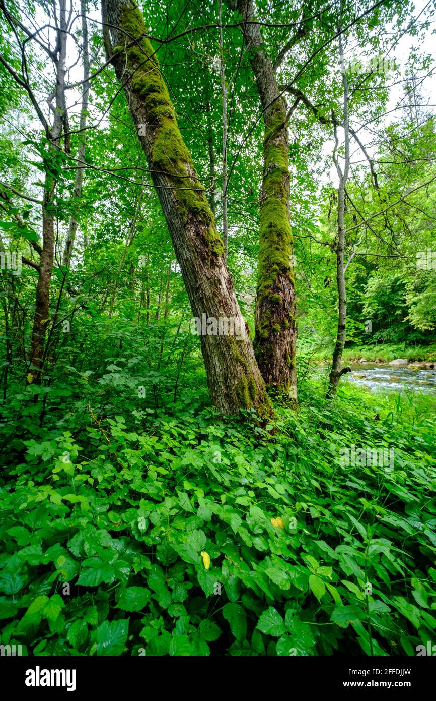 large old tree trunk in the forest in natural environment Stock Photo ...