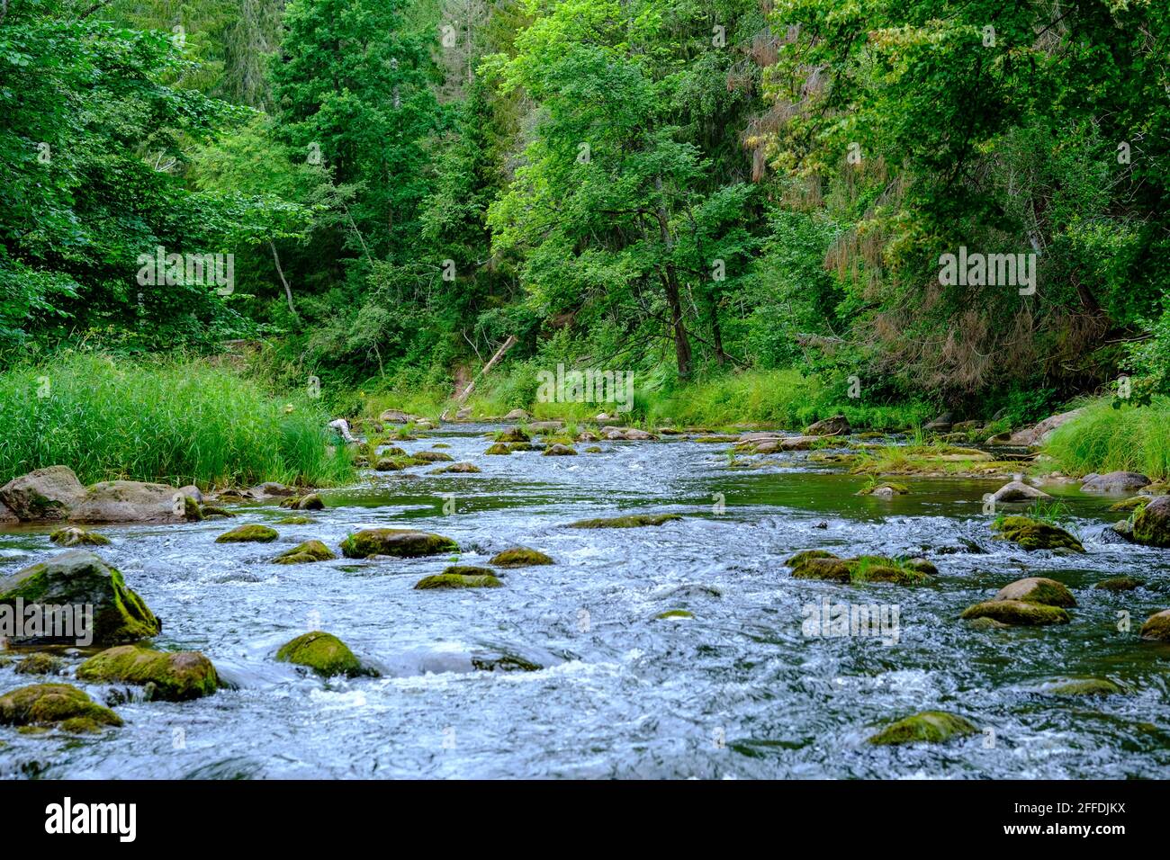 small country river stream in summer green forest with rocks and low ...