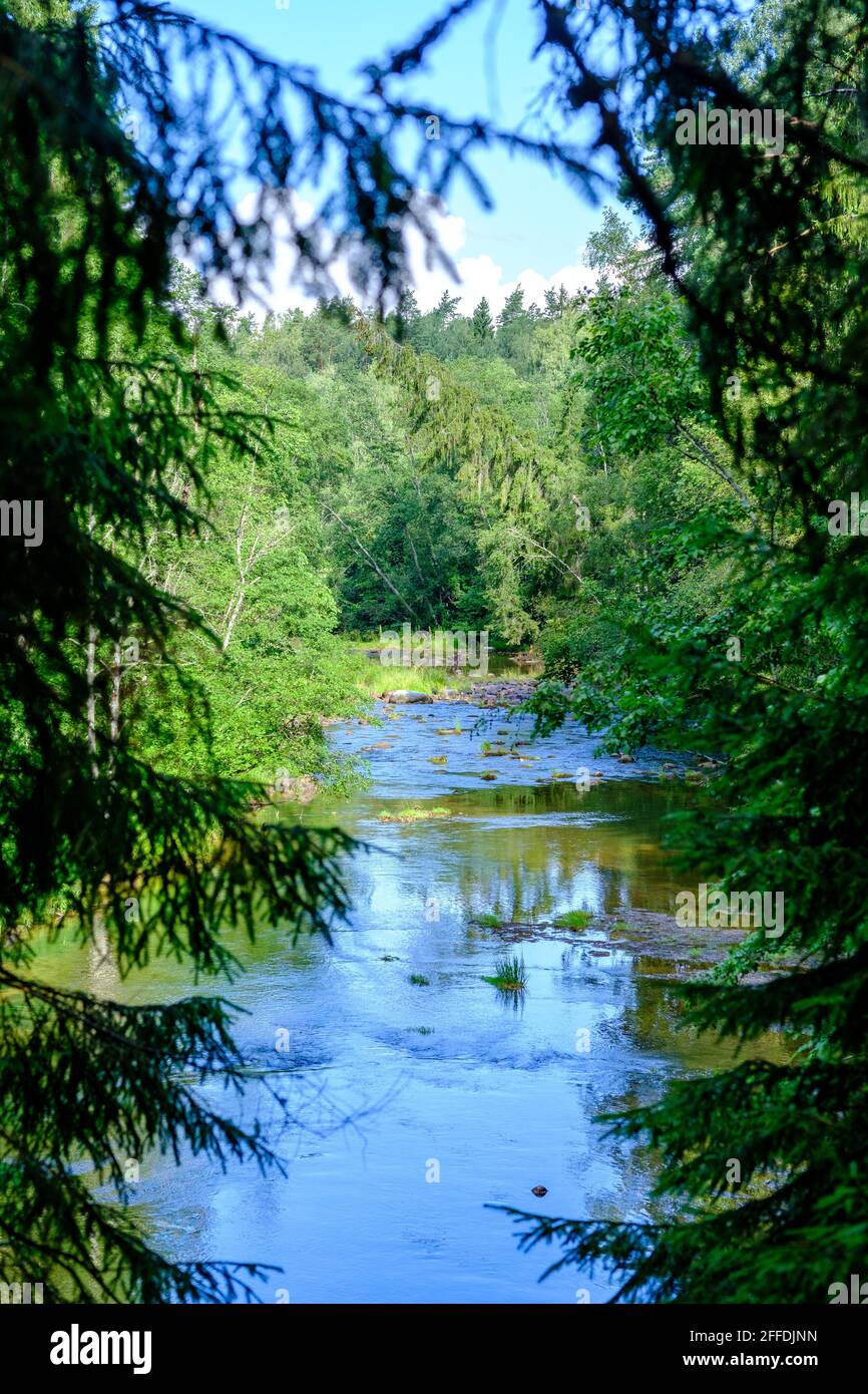 small country river stream in summer green forest with rocks and low water Stock Photo - Alamy