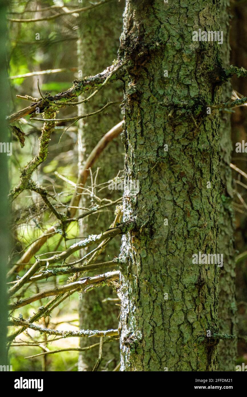 large old tree trunk in the forest in natural environment Stock Photo ...