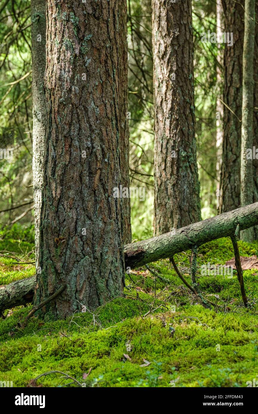 Tree horizon old large winter hi-res stock photography and images - Alamy