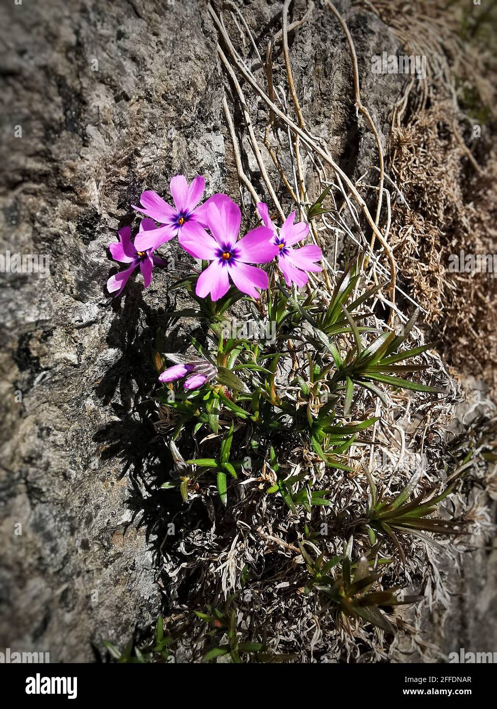Vertical shot of blooming purple moss phlox flowers Stock Photo - Alamy