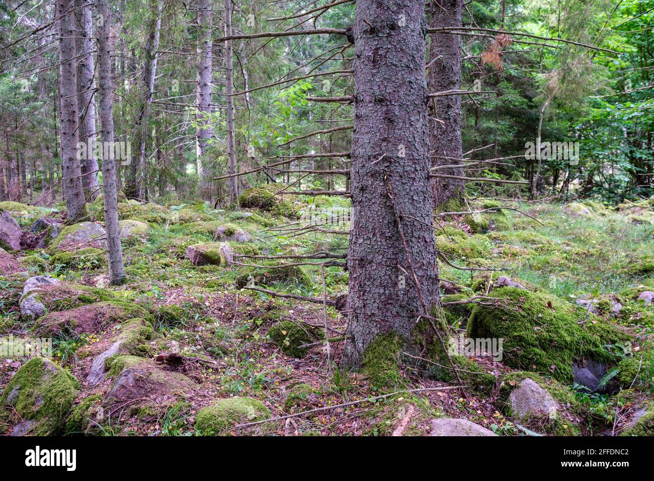 large old tree trunk in the forest in natural environment Stock Photo ...