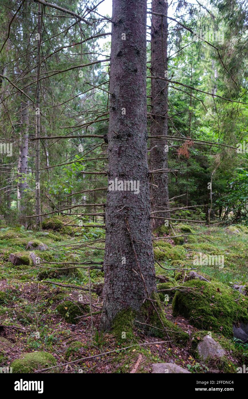 large old tree trunk in the forest in natural environment Stock Photo ...