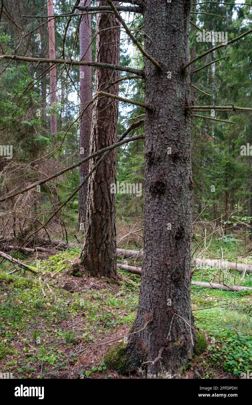 large old tree trunk in the forest in natural environment Stock Photo ...