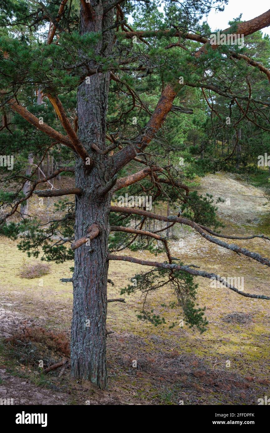 large old tree trunk in the forest in natural environment Stock Photo ...