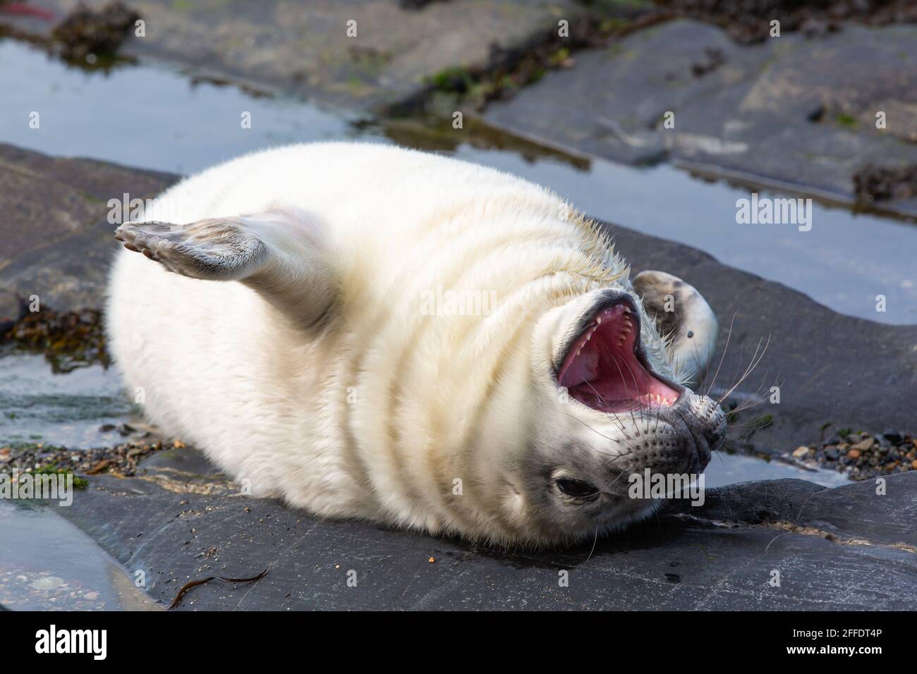 Laughing Seal