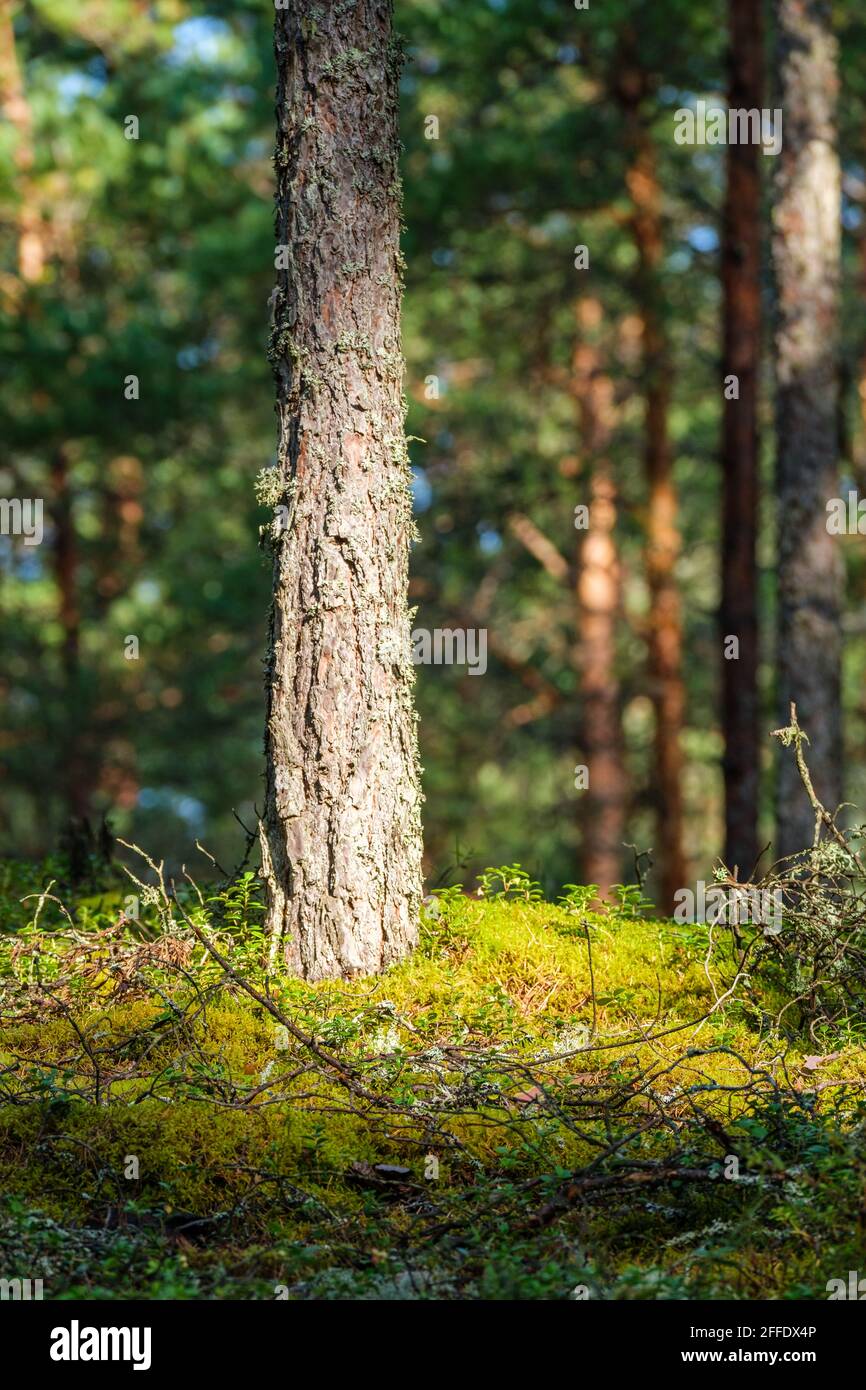 large old tree trunk in the forest in natural environment Stock Photo ...