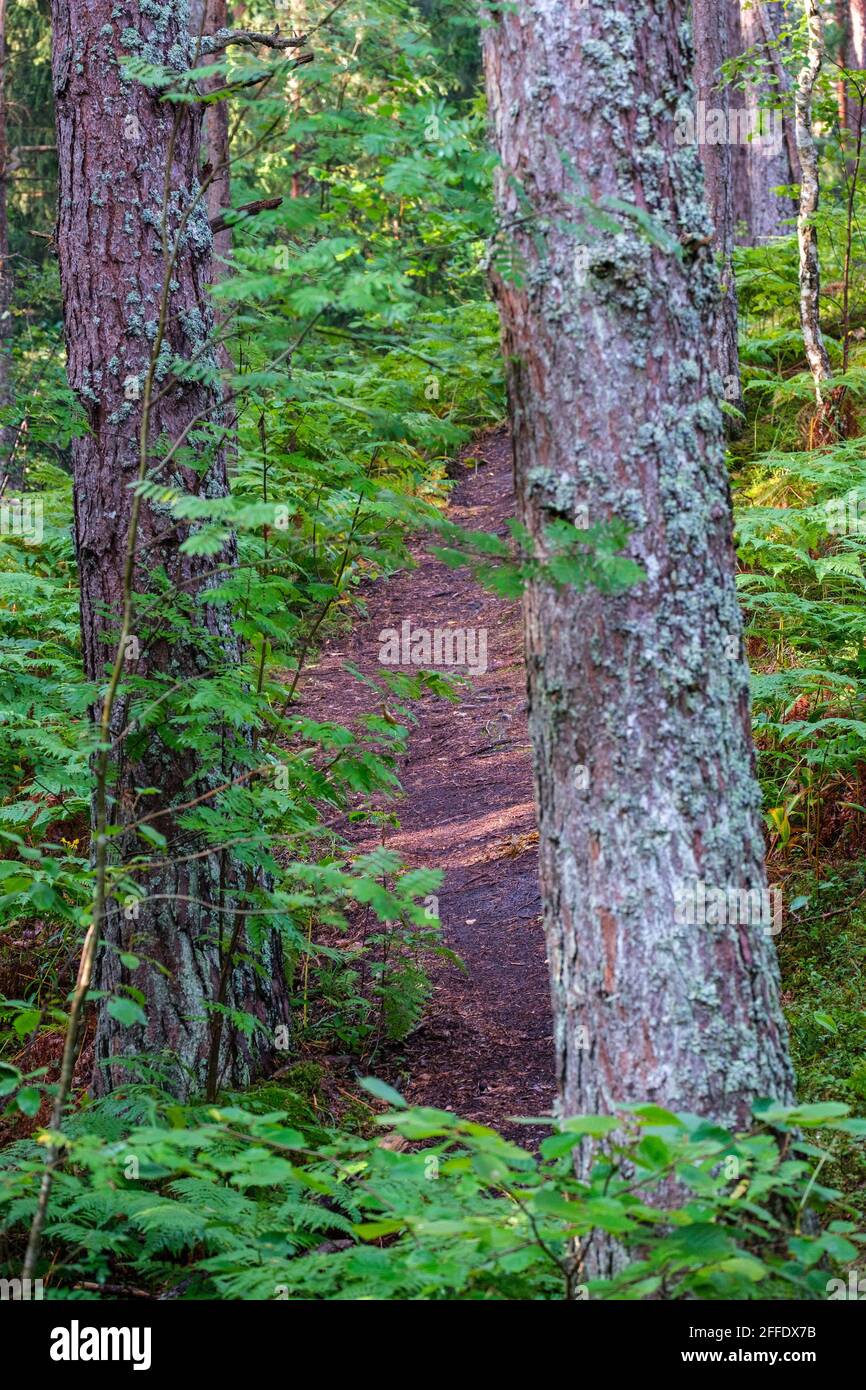 large old tree trunk in the forest in natural environment Stock Photo ...