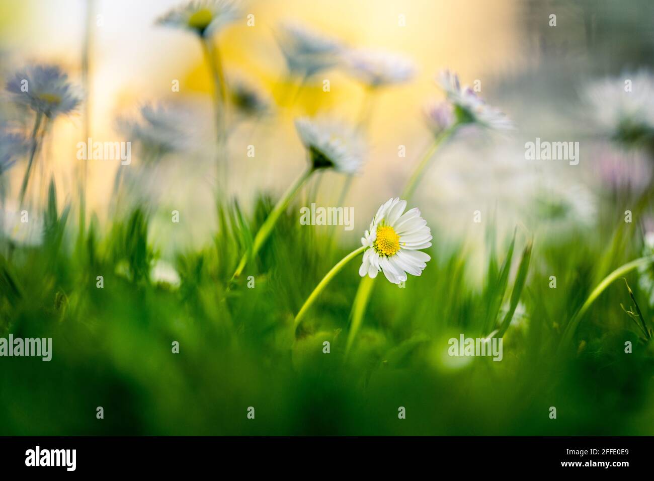 Detail daisy flower field hi-res stock photography and images - Alamy