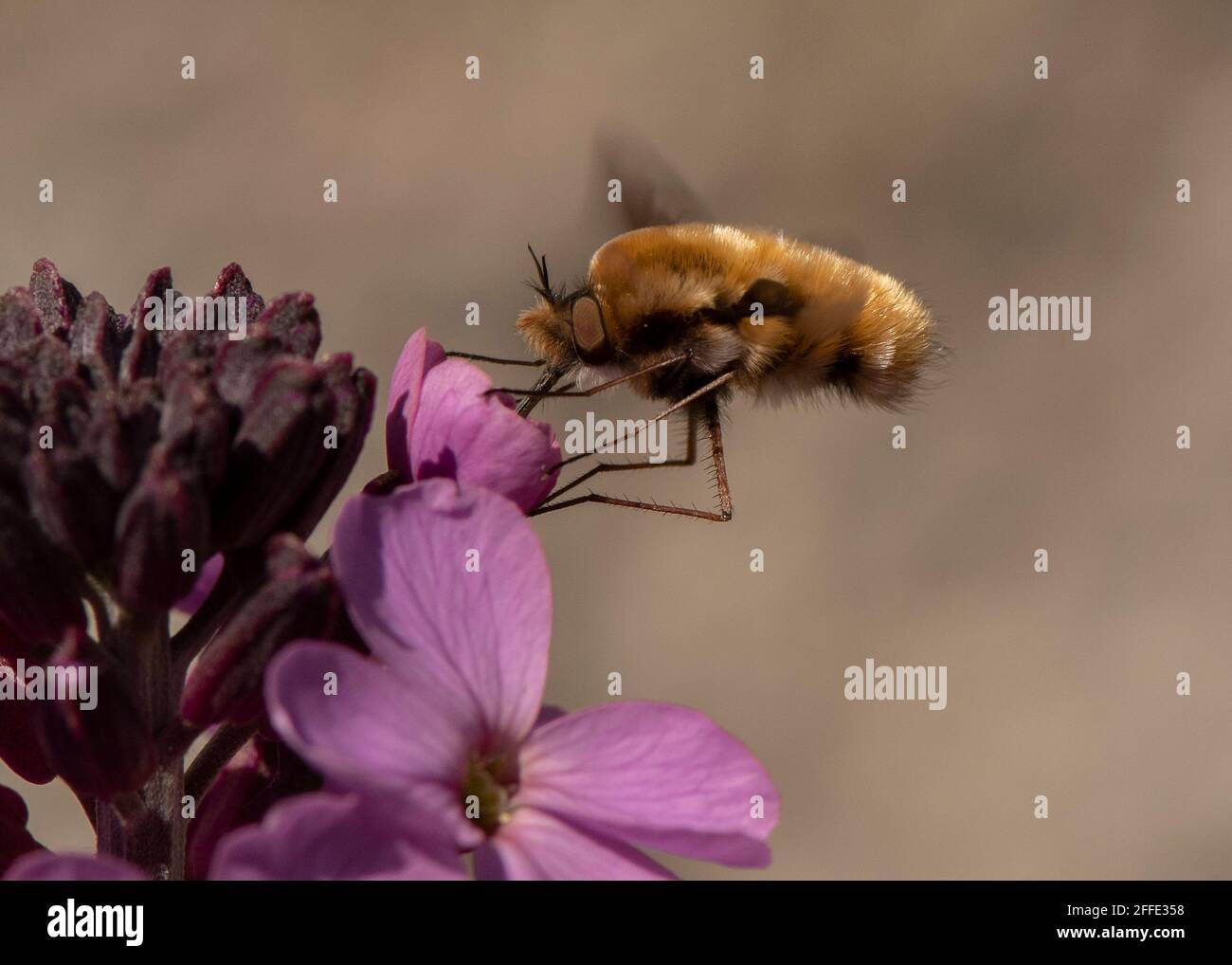 Bee-Fly Dark-edged (Bombylius major), feeding on a wall flower in a ...