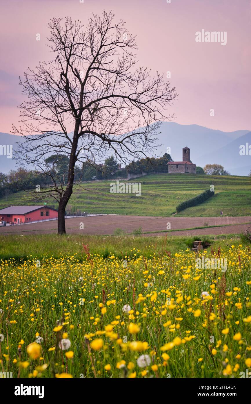 Landscape at spring with yellow flowers and a little old church ...