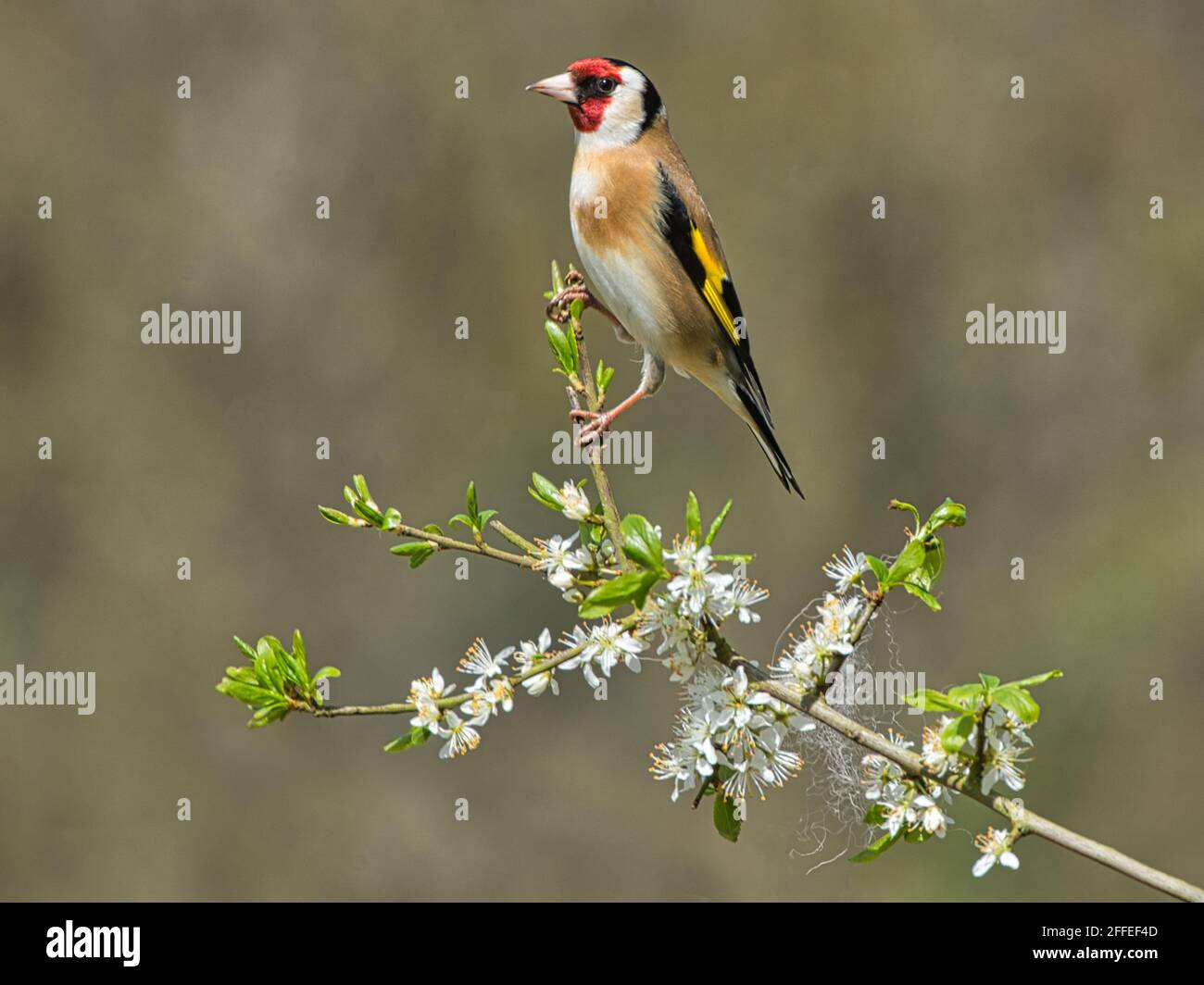 Gold finch on blossom covered branch hi-res stock photography and ...