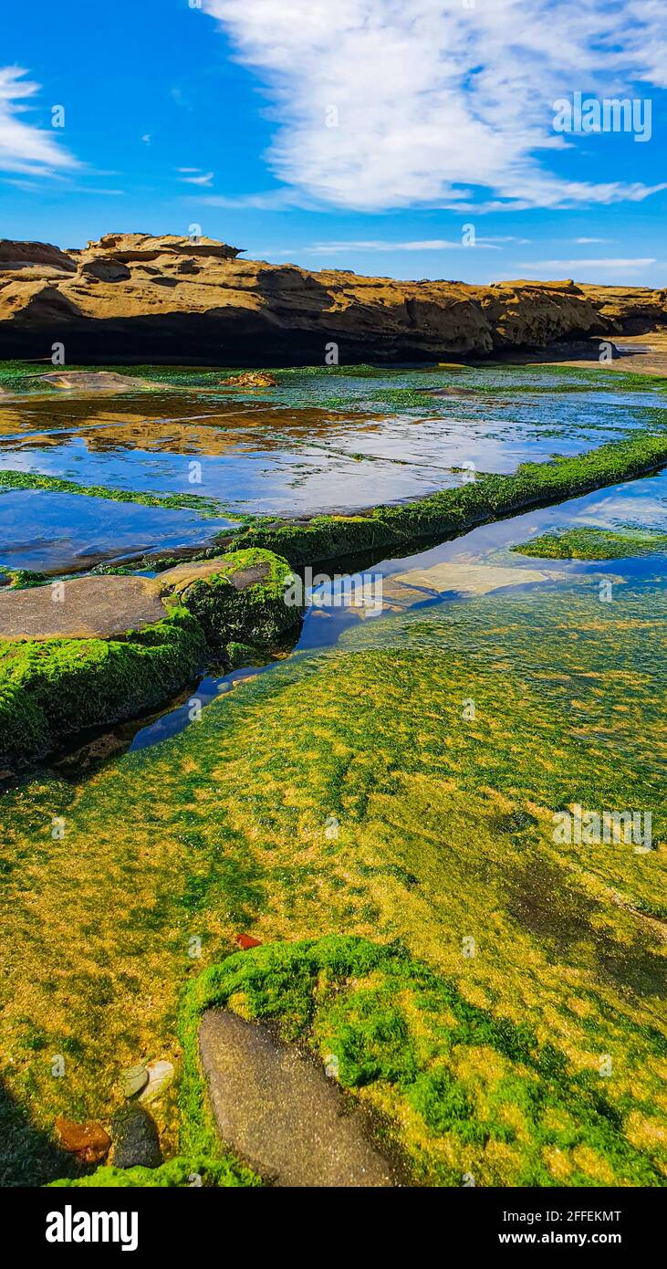 Algae-covered flat rocks in sunny weather Stock Photo - Alamy
