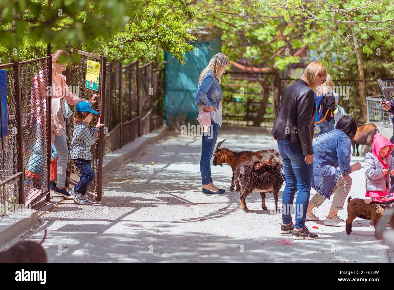 Yalta Russia - May 3, 2019 funny lamb, goat, stands n a petting zoo for ...