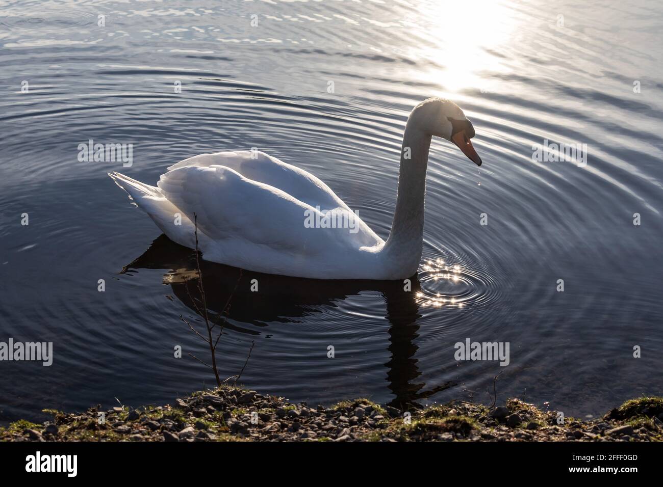 Swan swimming in the sunlight Stock Photo - Alamy