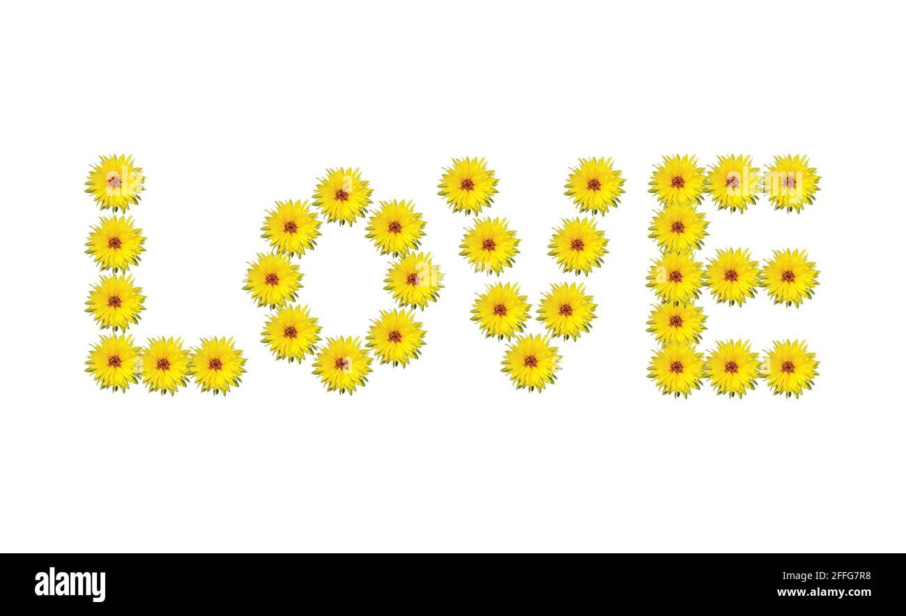 Word LOVE made of flowers. Love word made of beautiful yellow daisy ...
