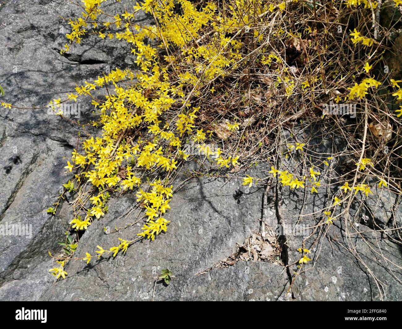 Blooming border forsythia plant growing on a rock Stock Photo - Alamy