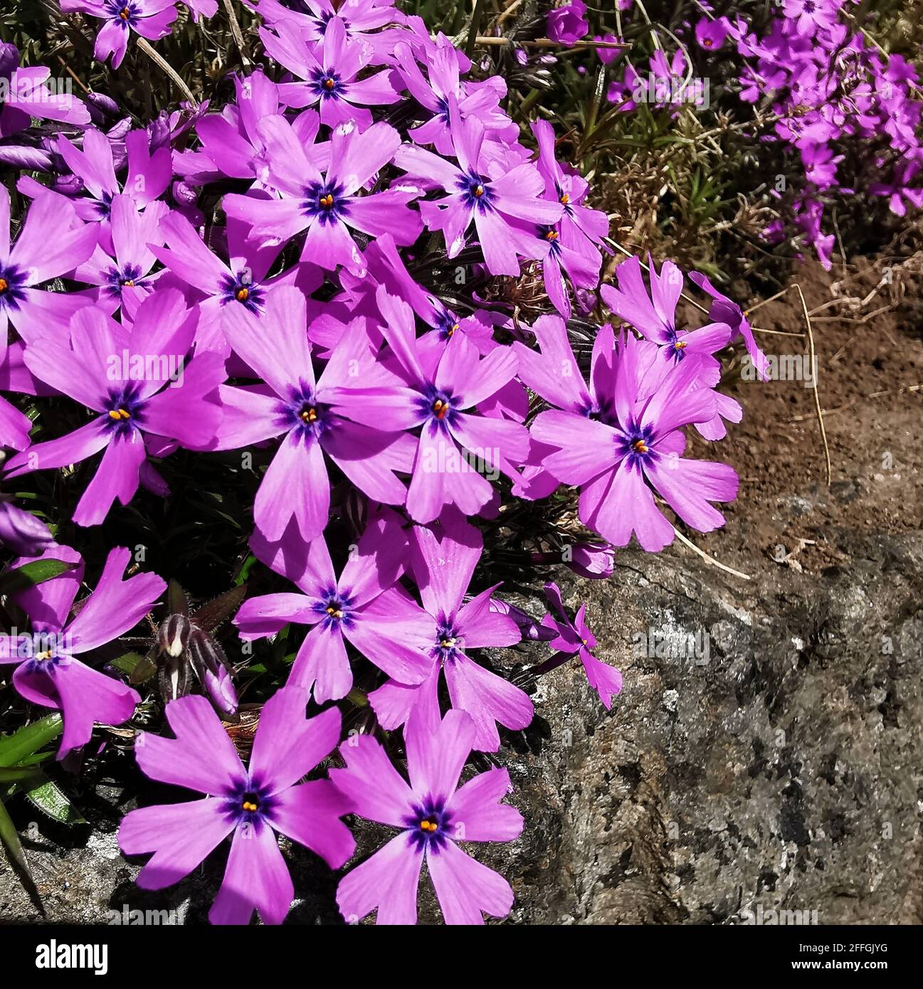 Closeup shot of blooming purple moss phlox flowers Stock Photo - Alamy