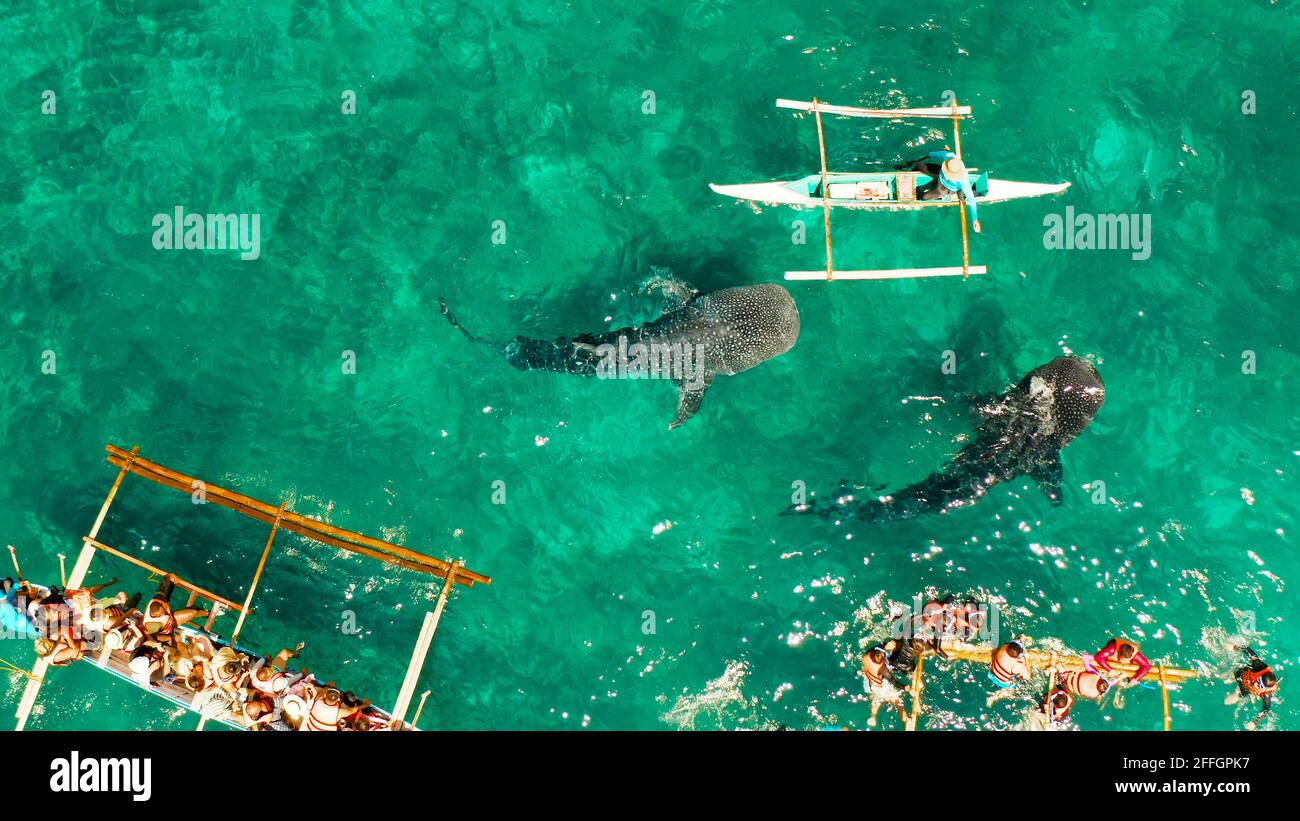 Tourists are watching whale sharks in the town of Oslob, Philippines ...