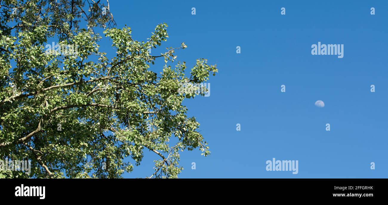 Sun moon tree clouds landscape hi-res stock photography and images - Alamy