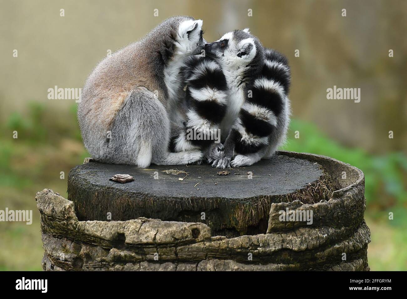 Rome, Lazio. 21st Apr, 2021. Lemur The BioPark of Rome, 17 hectares ...