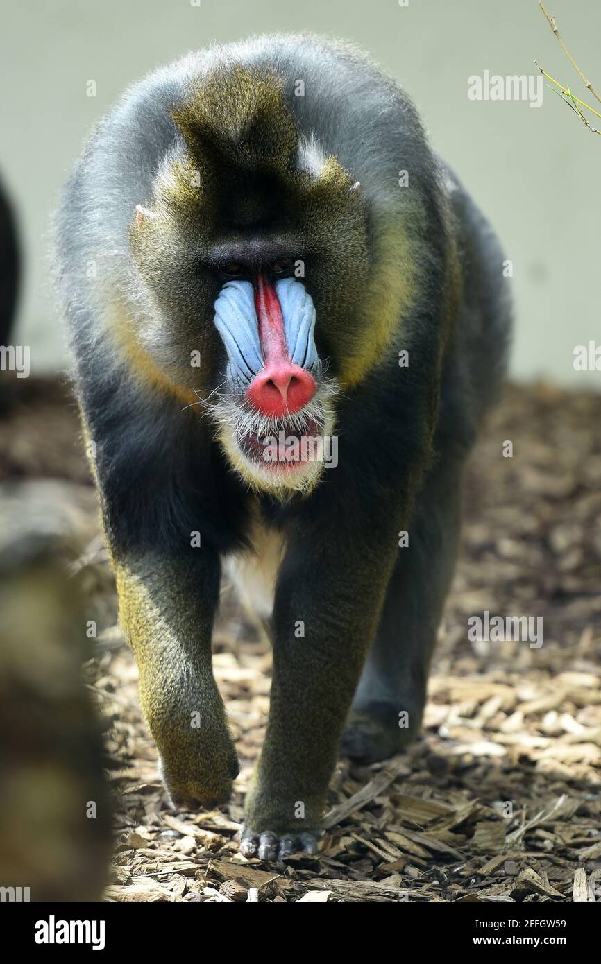 Mandrel animals hi-res stock photography and images - Alamy