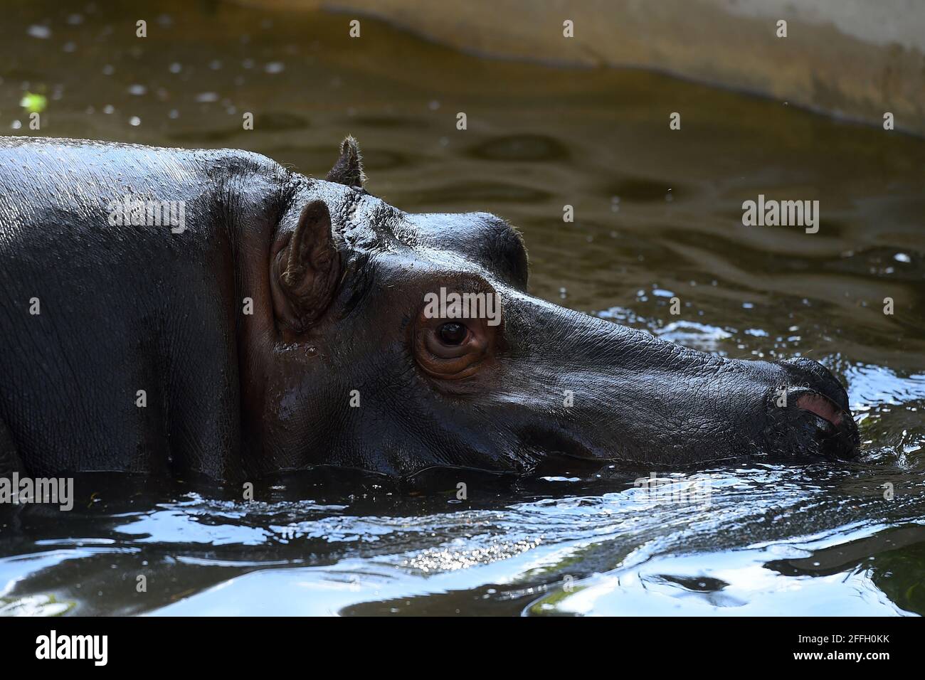The hyppo hi-res stock photography and images - Alamy