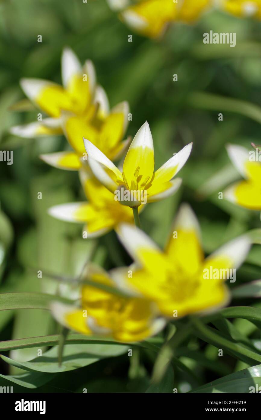 Background image - dwarf yellow and white star-shaped tulips Stock ...