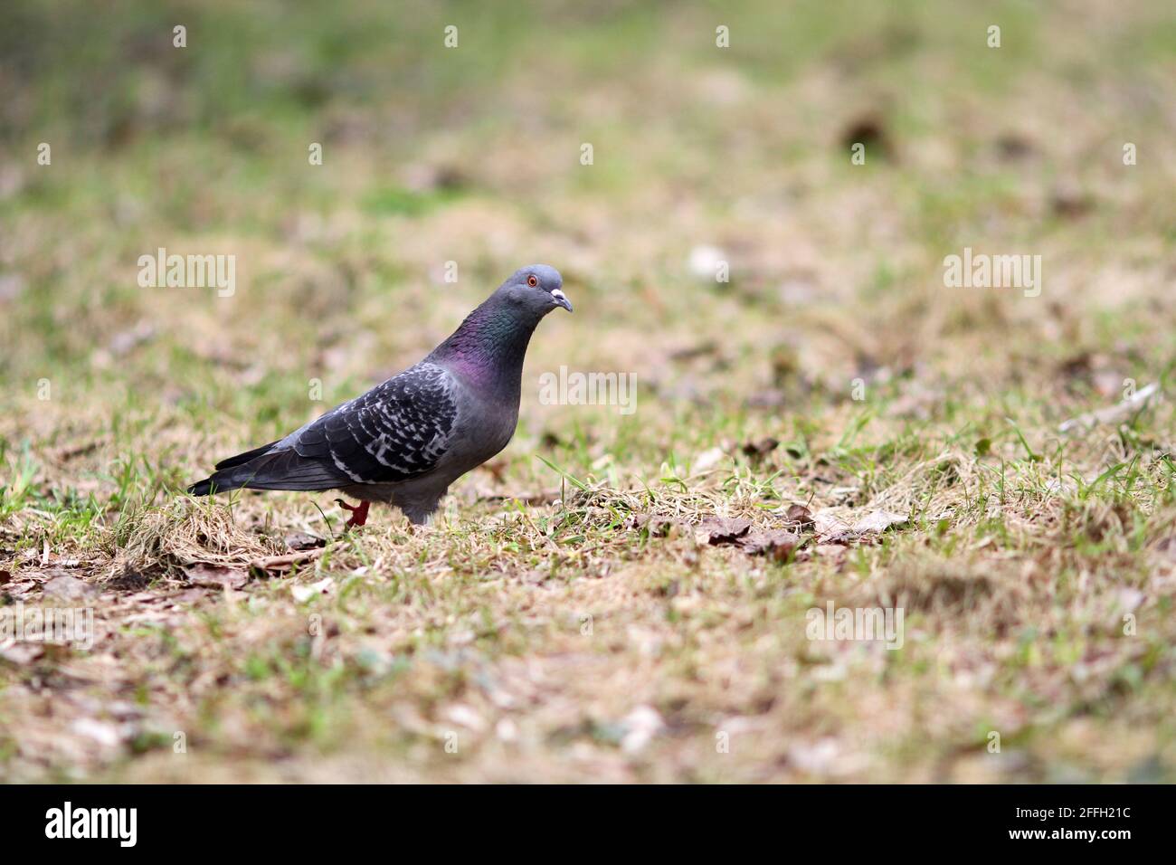 Wild dove walking in the spring meadow Stock Photo - Alamy