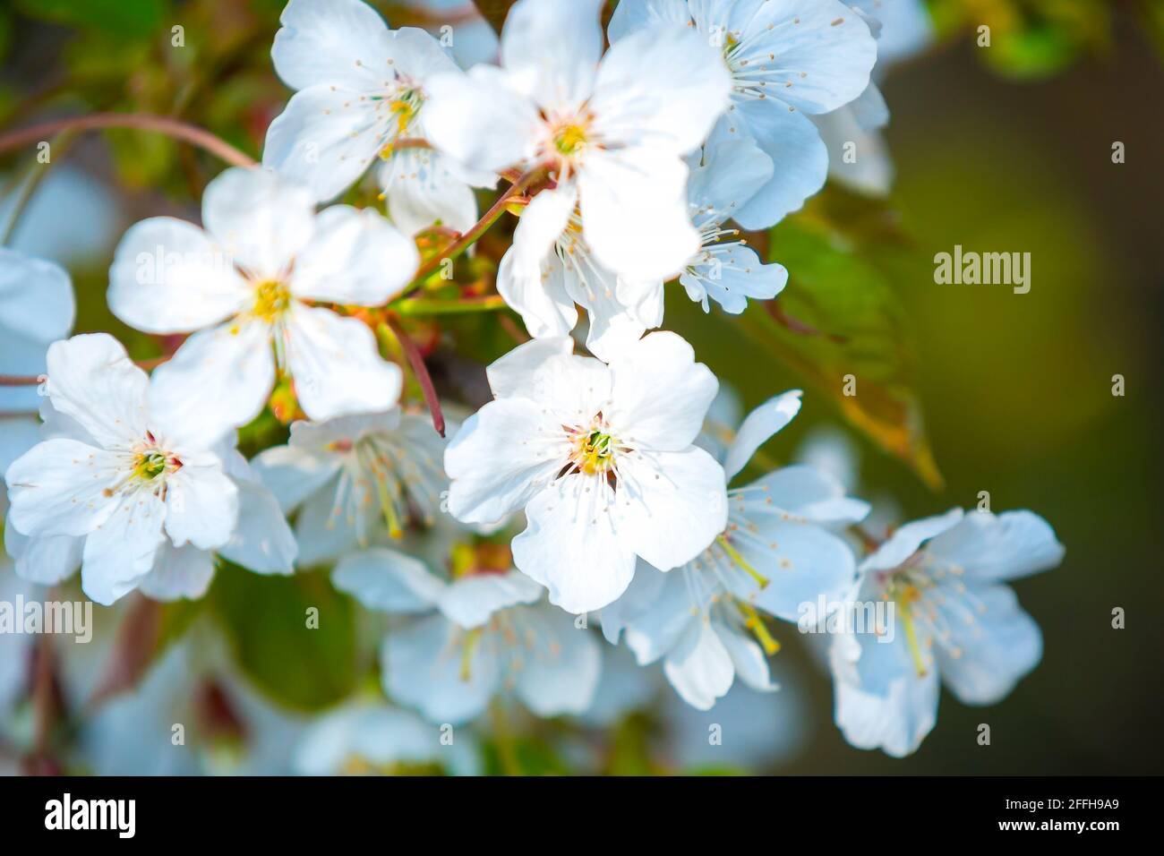 Wild flowers of a Prunus avium Stock Photo - Alamy